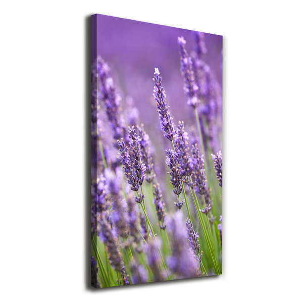ModernMoments Lavendelfeld - Kunstdrucke auf Leinwand - Wrapped Canvas | Wayfair.de